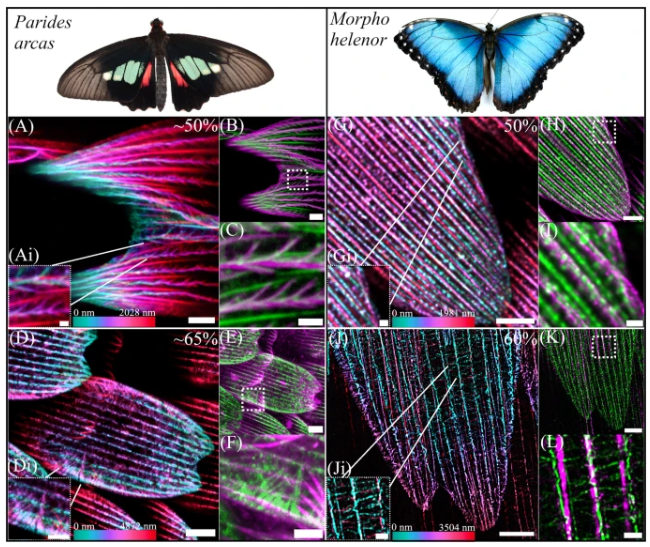 CLF Waiting in the Wings: Using Lasers to Reveal How Butterflies Get Their Bright Colours